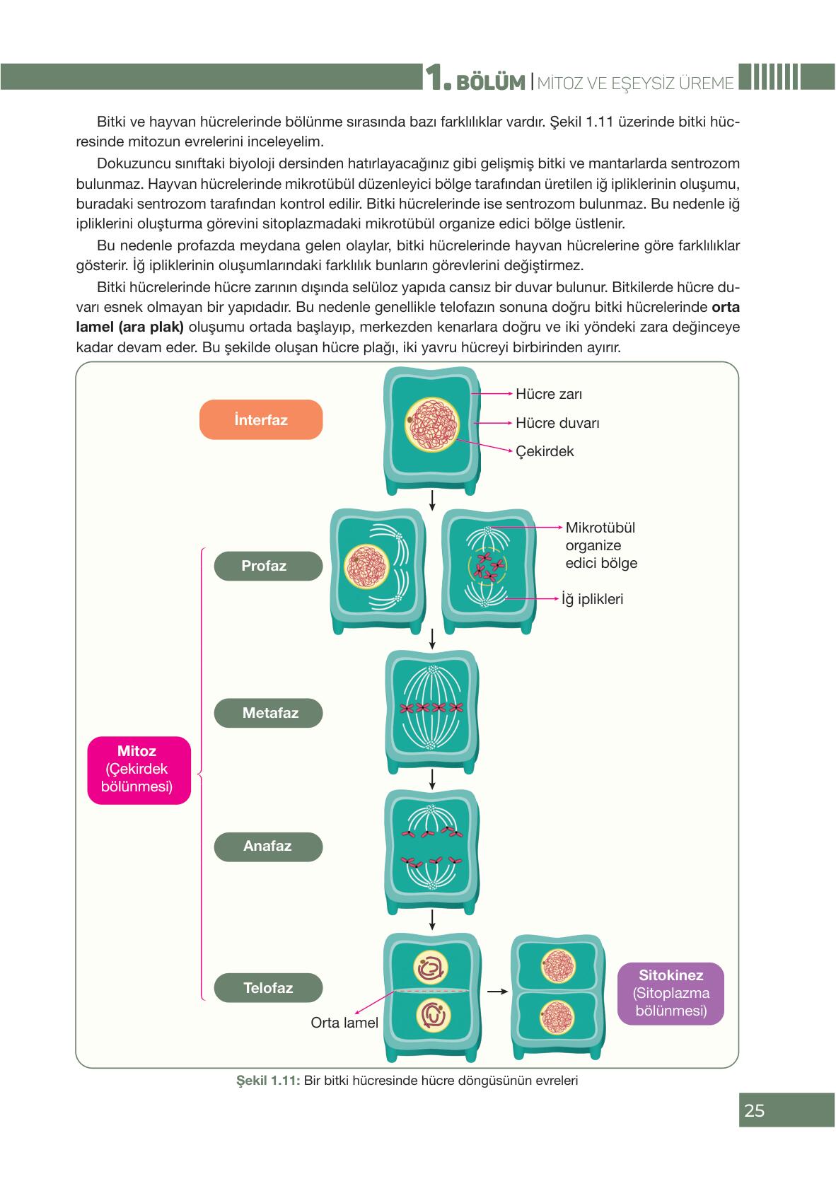 10. Sınıf Biyoloji Ders Kitabı Pasifik Yayınları Sayfa 25 Cevapları – derskitabicevaplarim.com